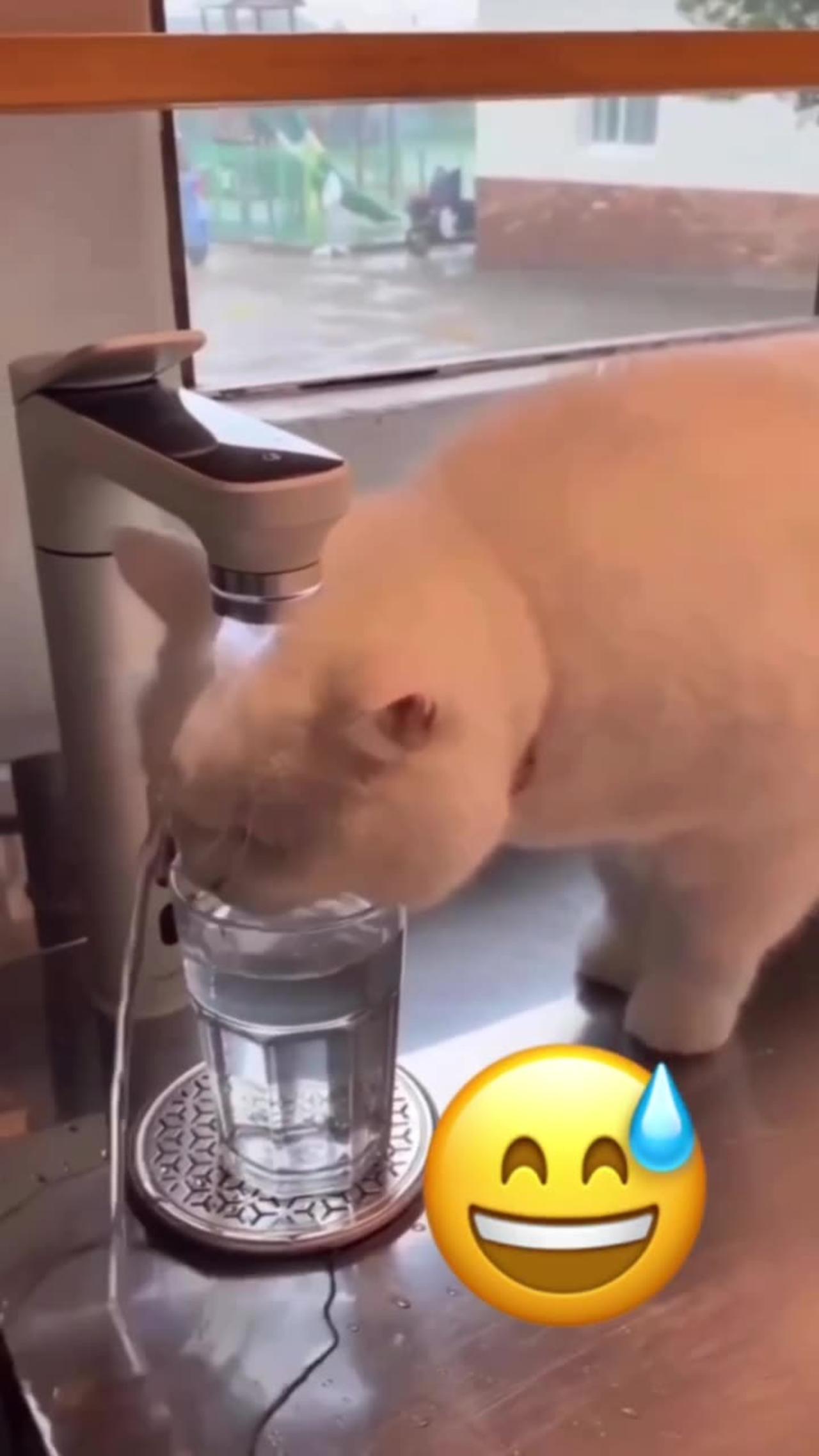 what am i going to do with lulu - One News Page VIDEO