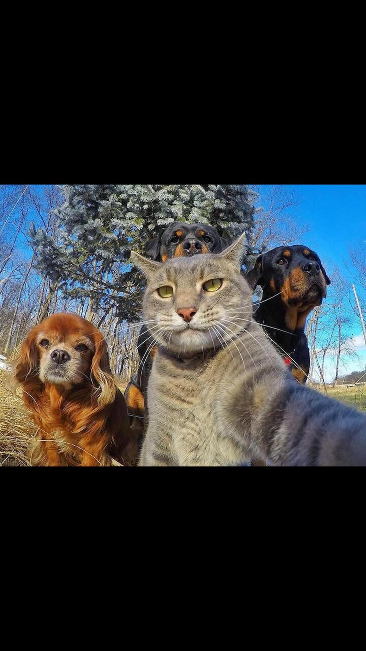 Cute Animals on TikTok - One News Page VIDEO