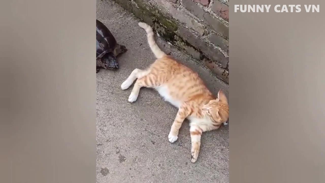 Best Funny Animal Videos 2022 - Funniest Cats - One News Page VIDEO