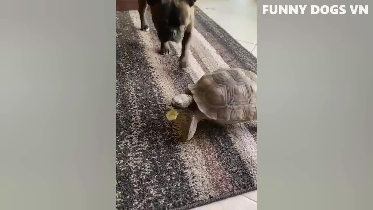 Funniest Animals Video - Funny Dogs And Cats - - One News Page VIDEO