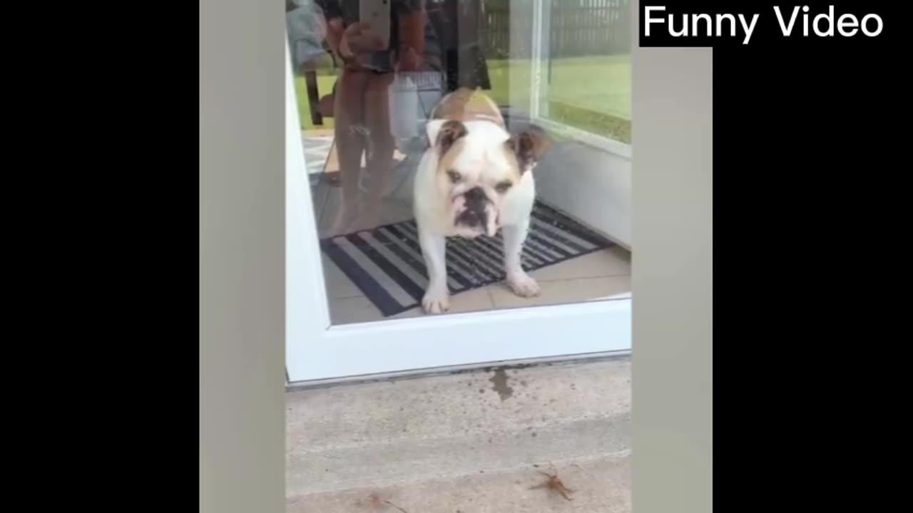 Funniest Animals Video - Funny Dogs And Cats - - One News Page VIDEO