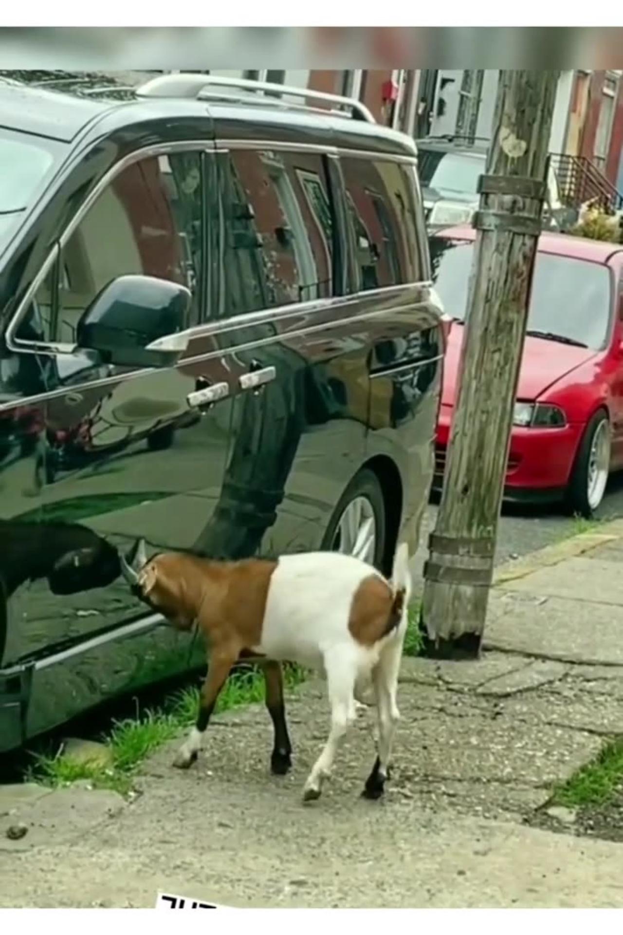 Best funny video - One News Page VIDEO