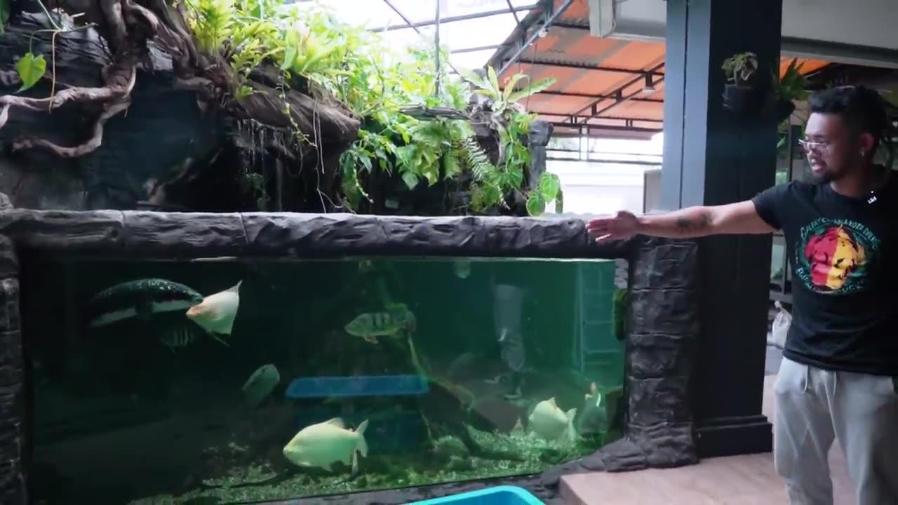 the big fish channa enters the megatank for the - One News Page VIDEO