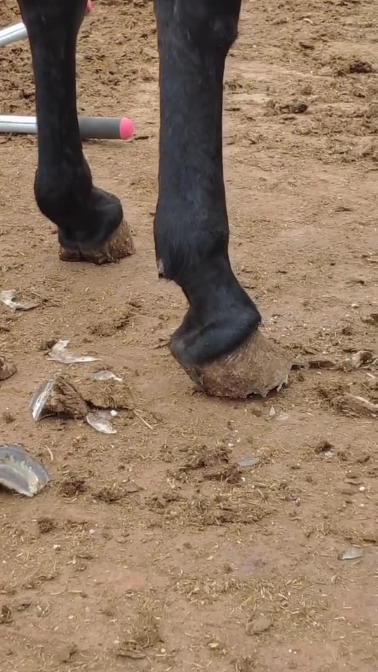 Horse Hoof Cleaning - One News Page VIDEO