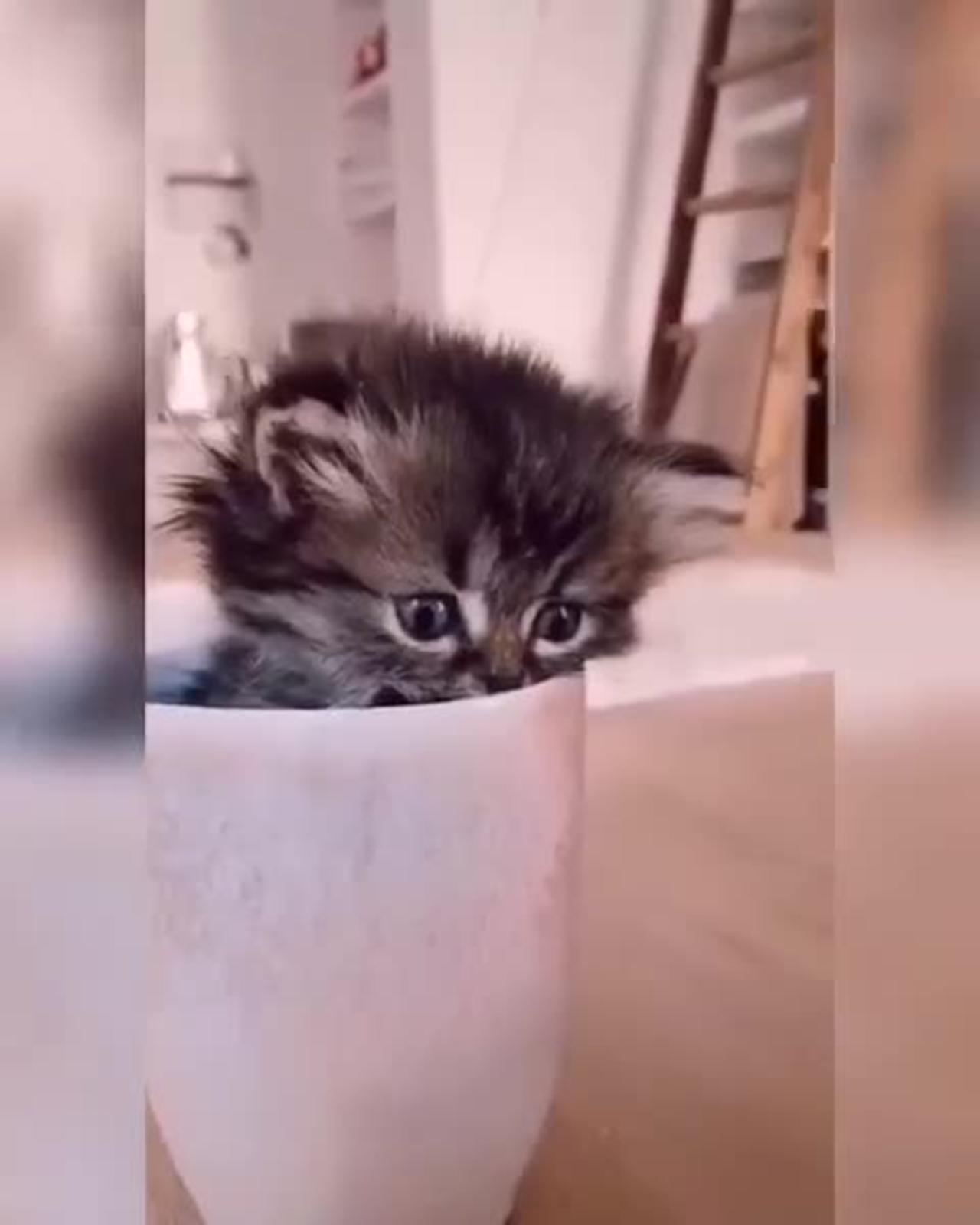 Funny cat clips - One News Page VIDEO