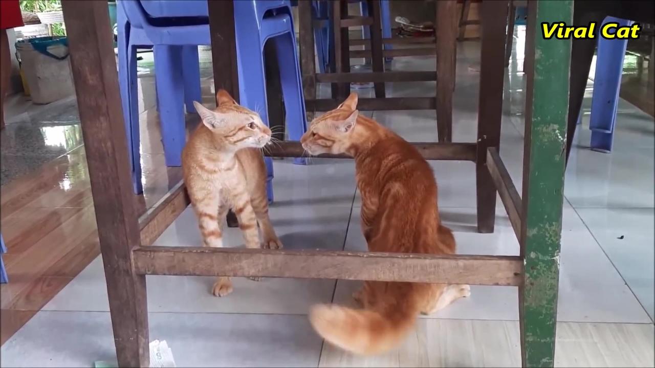Cats Fighting and Meowing - These Two are Bloody - One News Page VIDEO