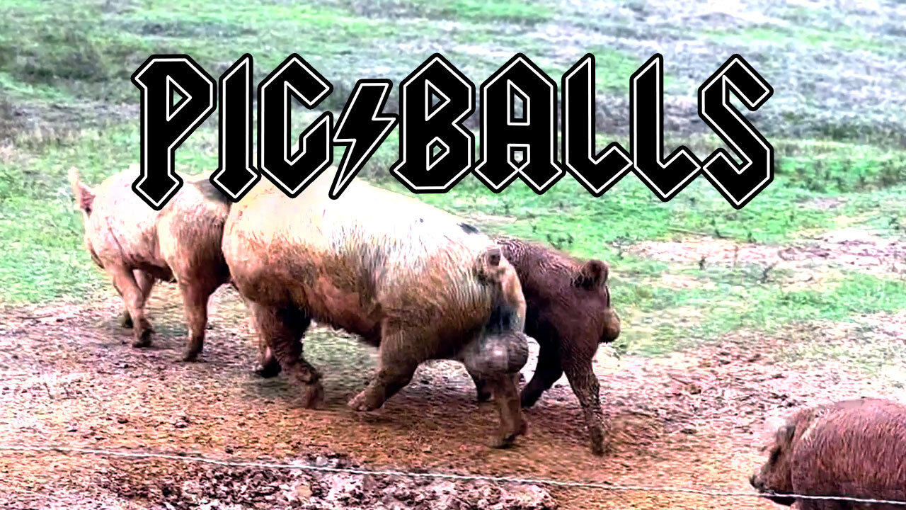 Pig Balls by AC/DC - One News Page VIDEO