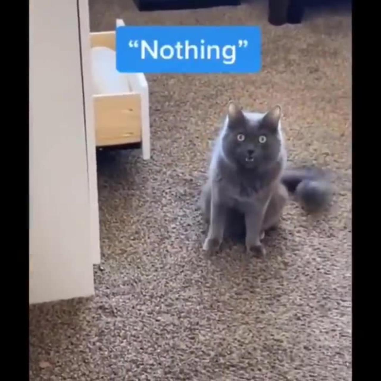 Funniest cats - One News Page VIDEO