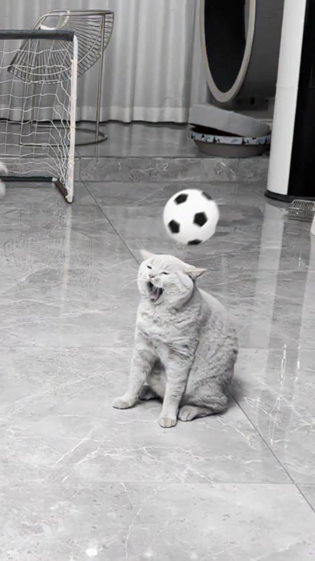 Funny cat play football - One News Page VIDEO