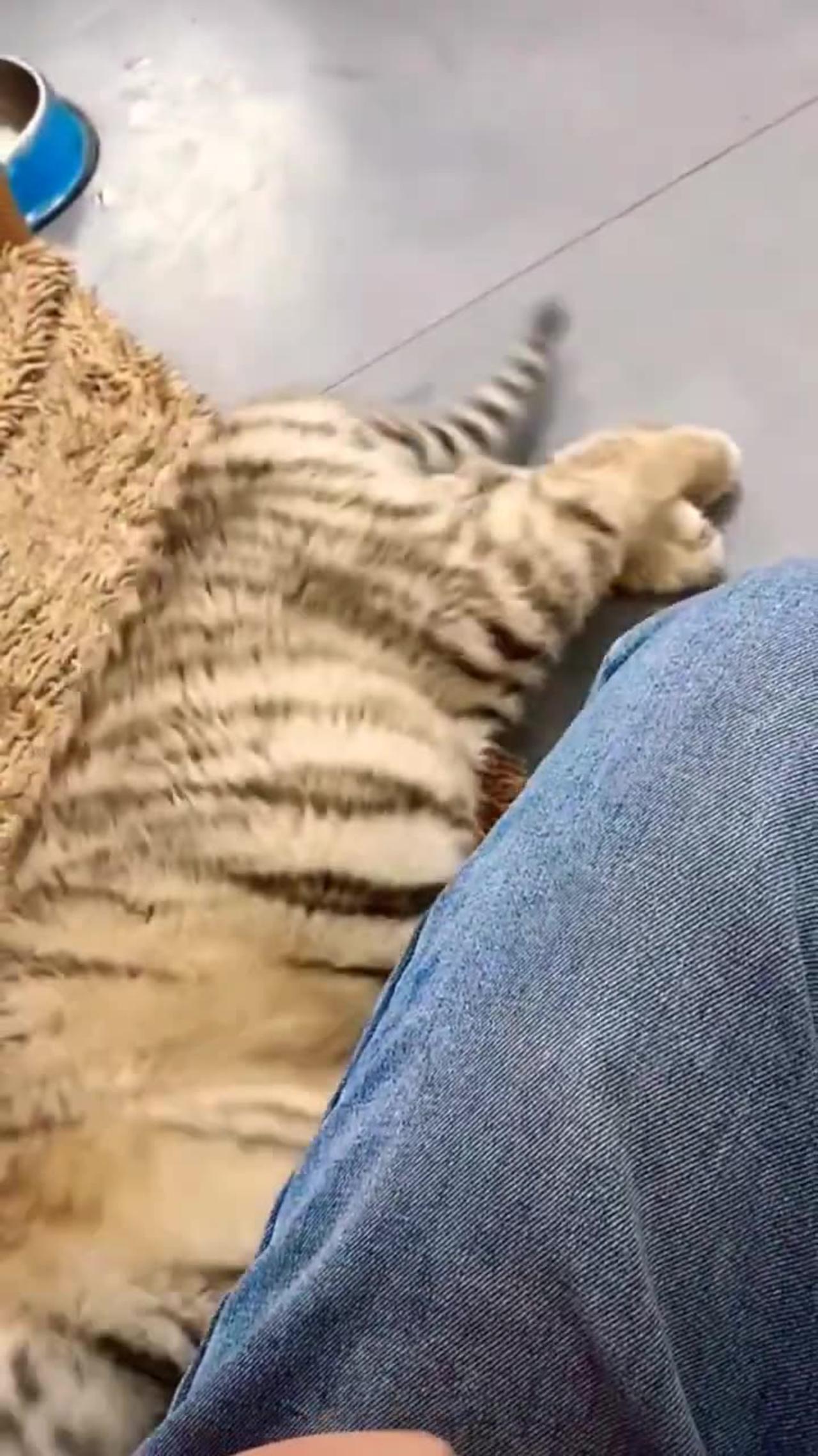 #shorts I love Pet LPET (P125) #pets #tiger - One News Page VIDEO