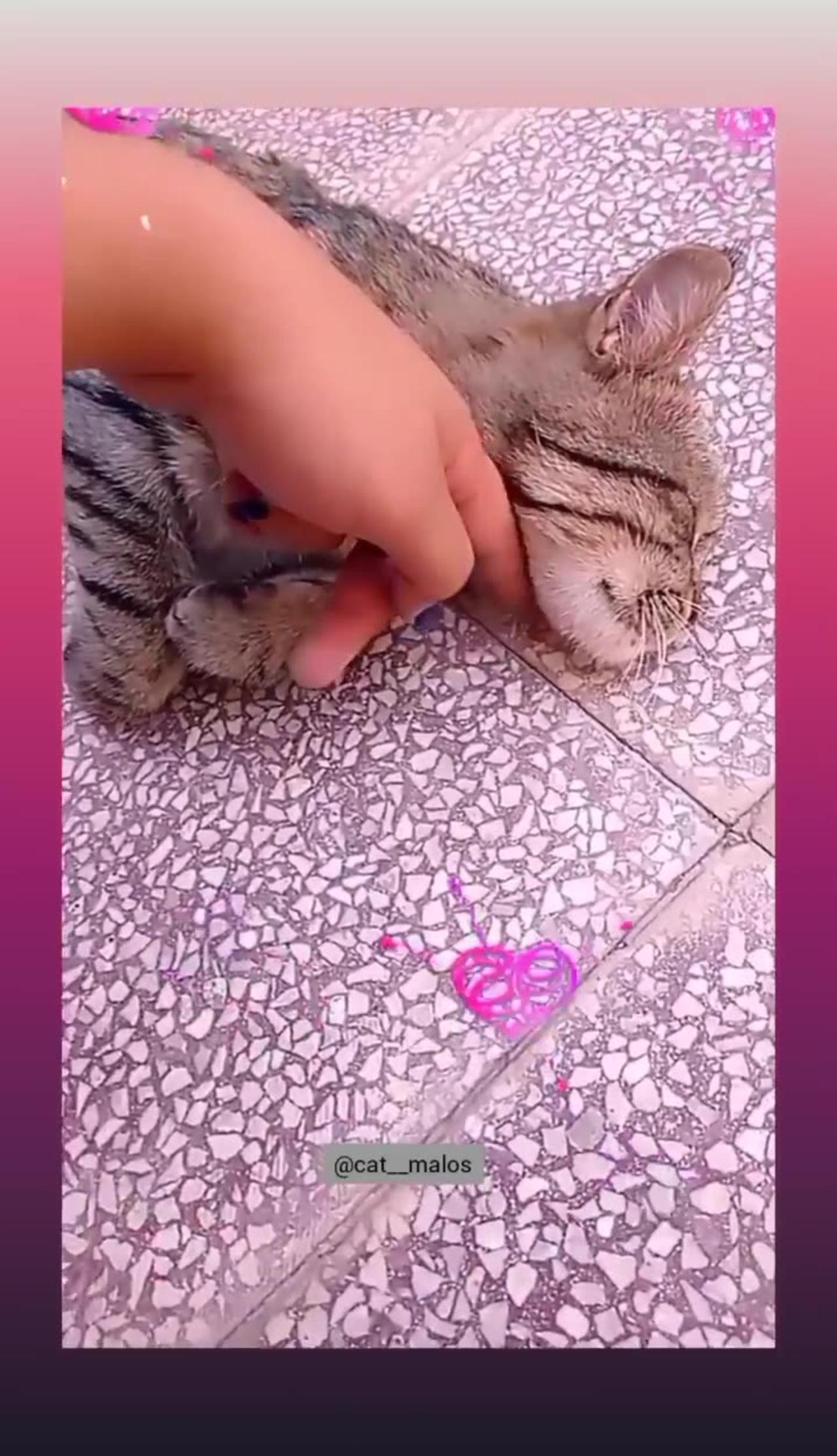 petting the cat miyo #cat #dog - One News Page VIDEO