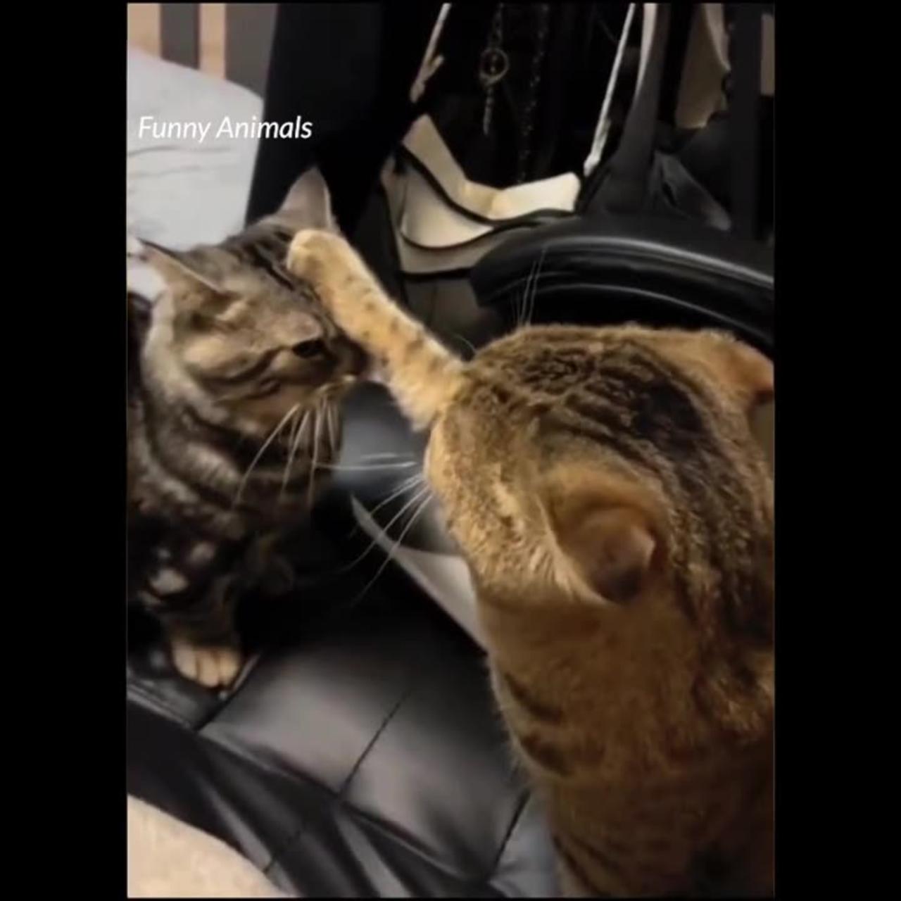 Funniest dog and cat video - One News Page VIDEO