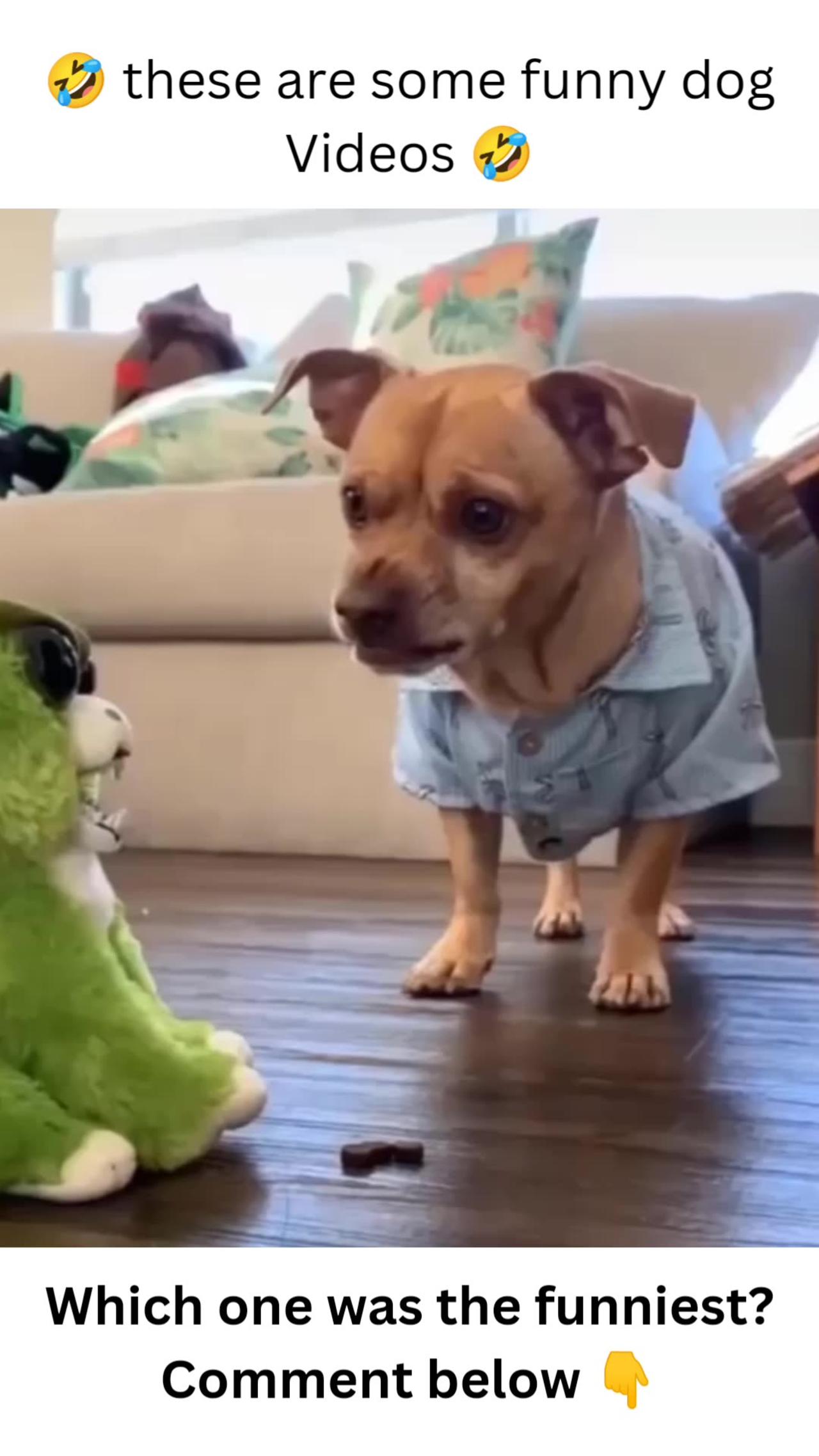 Funny dog video compilation - One News Page VIDEO