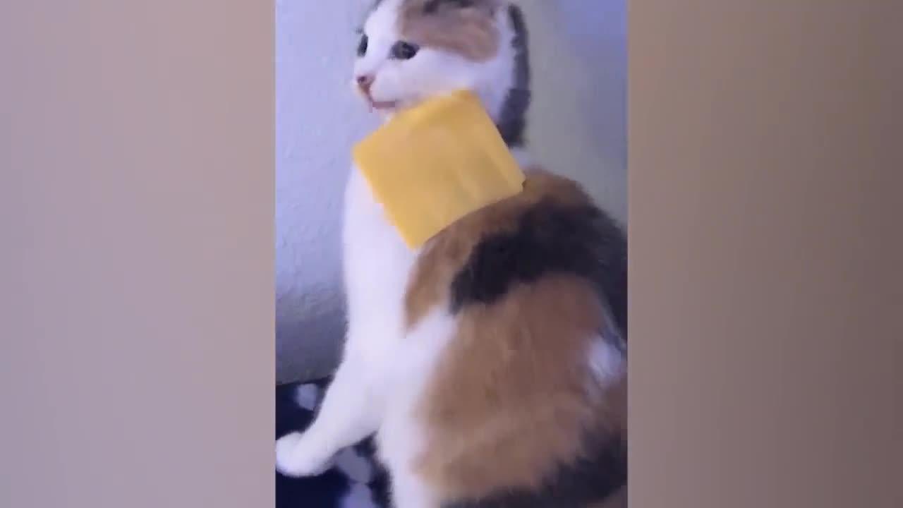 Funniest Cats Reaction Video | My Cat Is Scared - One News Page VIDEO