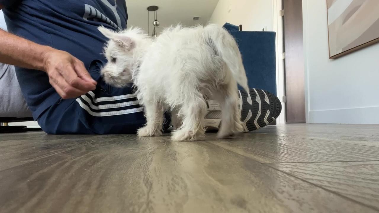 Westie Love Puppy Training Phase 2 - One News Page VIDEO