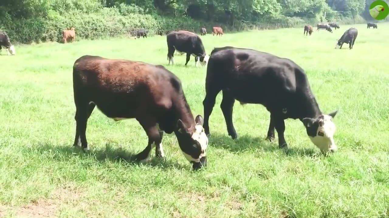 COW VIDEOS 🐄 COWS GRAZING 🐄 COW SOUNDS - One News Page VIDEO