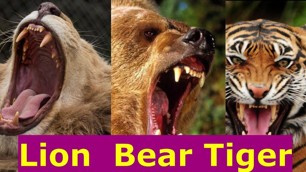 The roar of a lion, a bear, and a tiger!!! Who - One News Page VIDEO