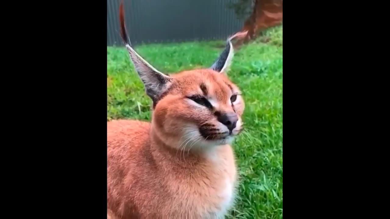 Pawsitively Adorable: The Cutest and Funniest - One News Page VIDEO