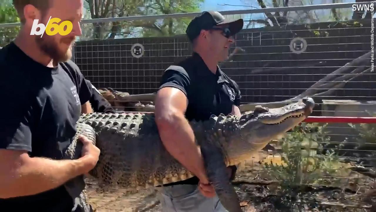 Alligator Reclaimed After Being Stolen 20 Years - One News Page VIDEO