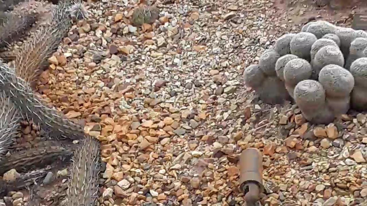 The Octopus Cactus in Phoenix, Arizona at the - One News Page VIDEO