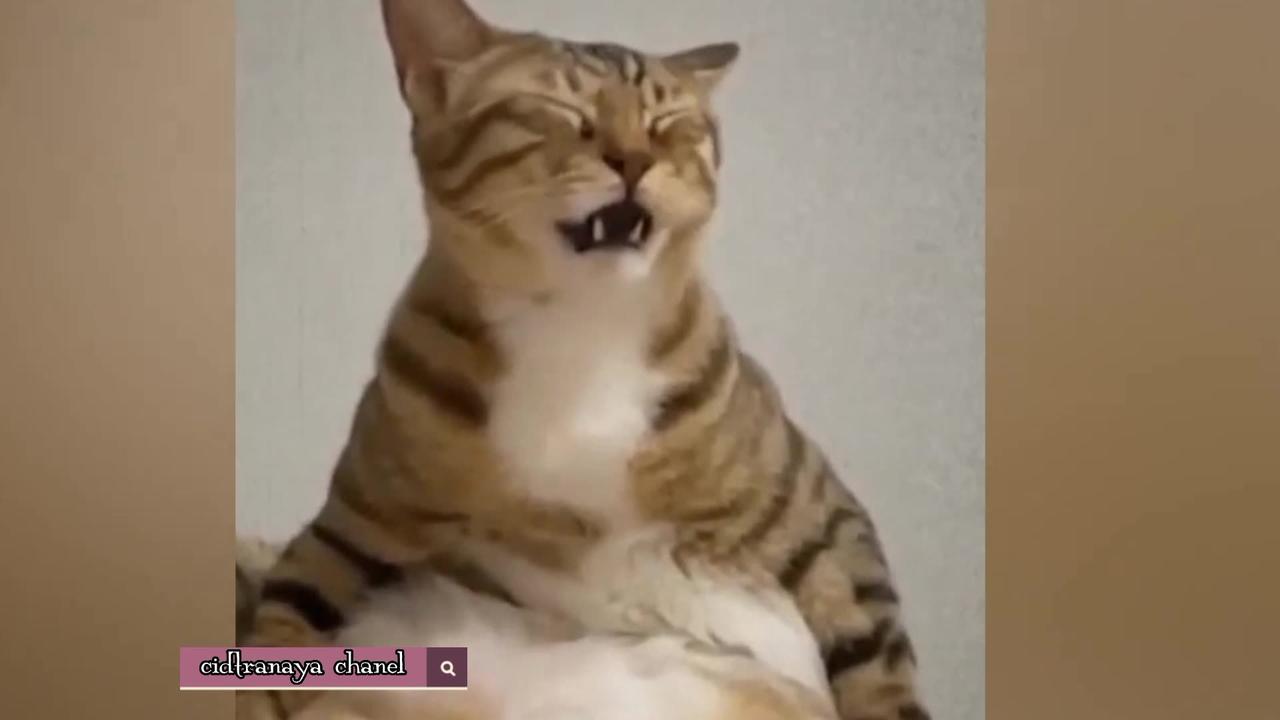 Funniest animals videos cat and dog 2023 - One News Page VIDEO