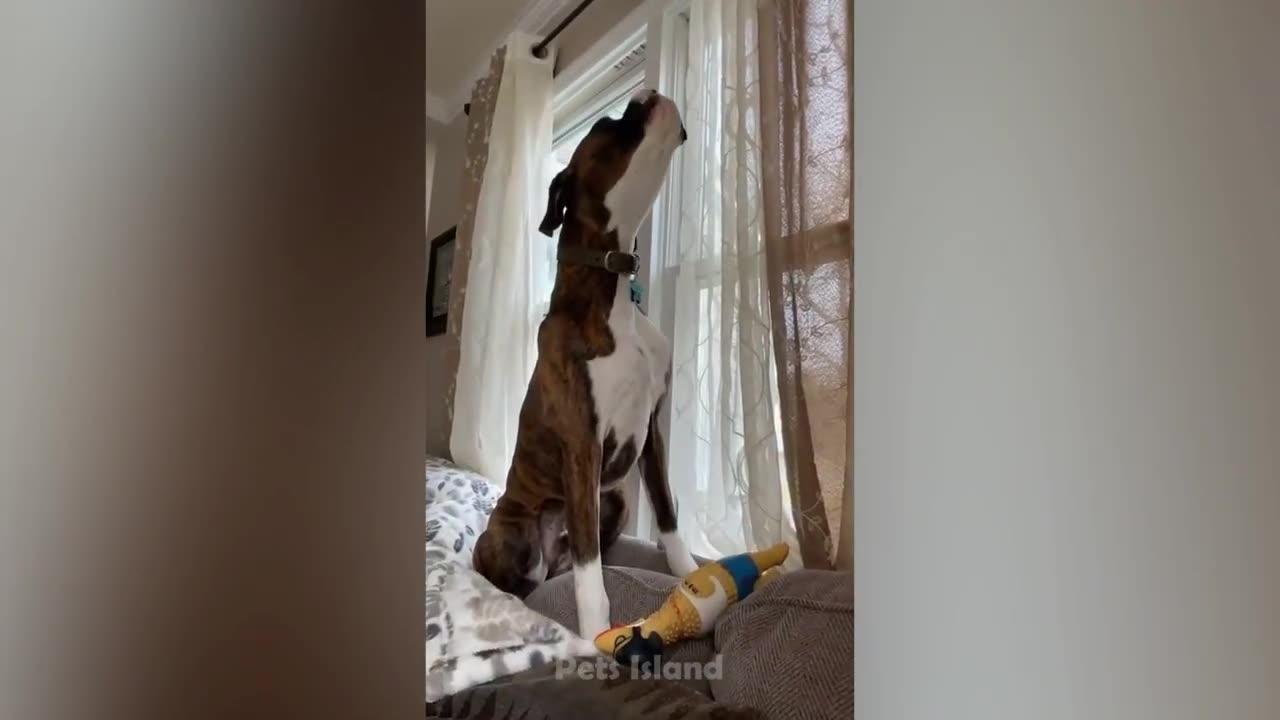 2023 Hilarious Dog Reactions: Scared and Jokes - One News Page VIDEO