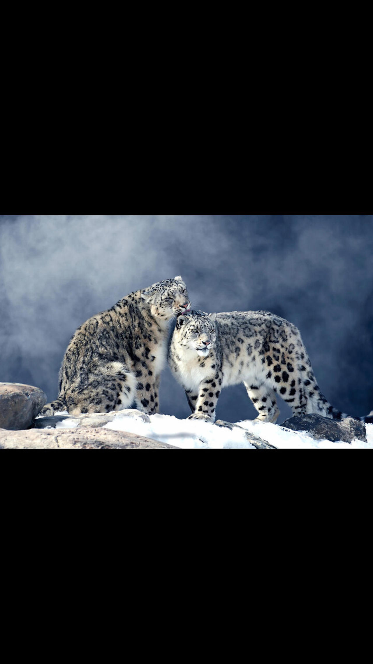 Snow leopards cuddling in their sleep - One News Page VIDEO