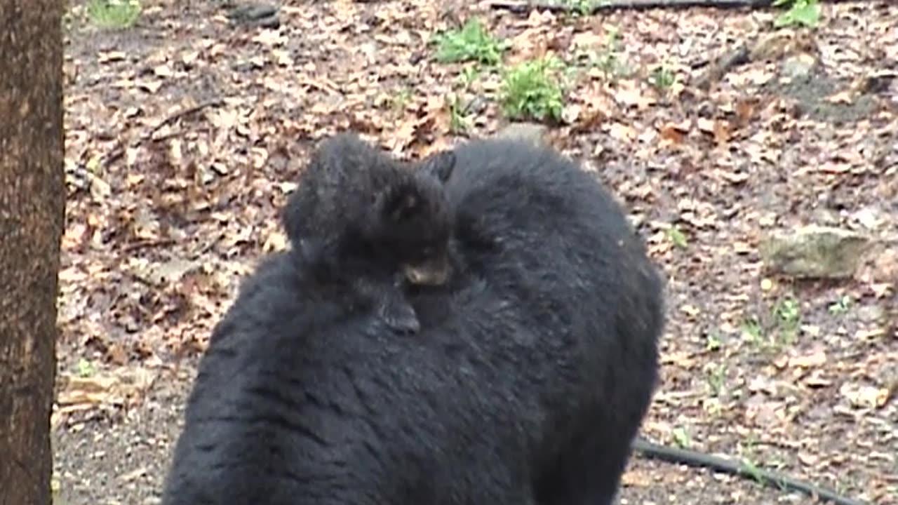 Cub Rides Piggyback on Mama Bear - One News Page VIDEO