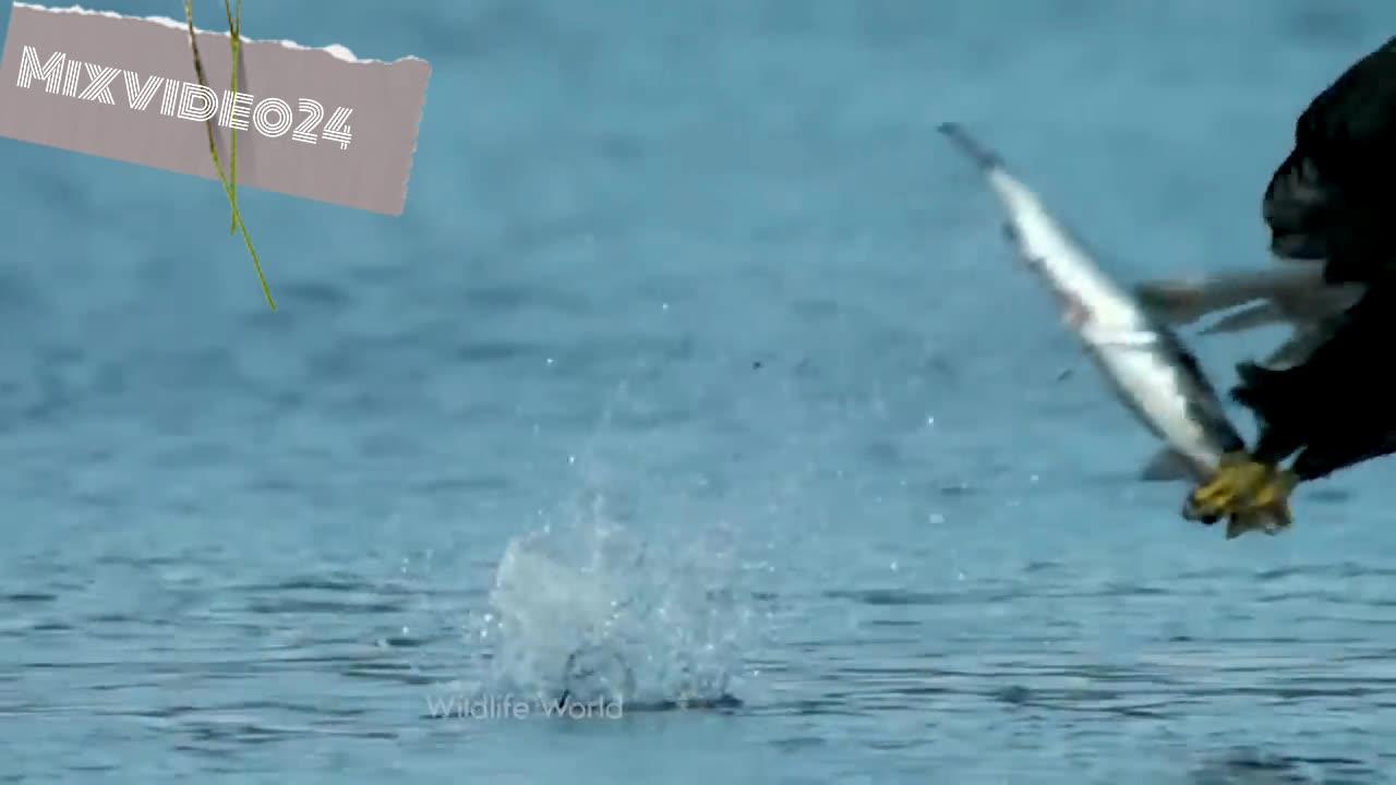 How one animal attacks another animal - One News Page VIDEO