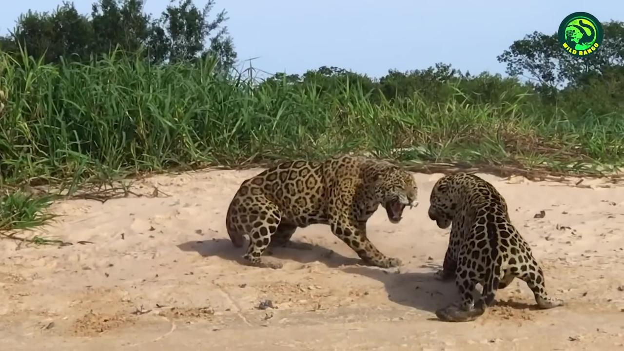 19 Most Brutal Fighting Moments Between Savage - One News Page VIDEO