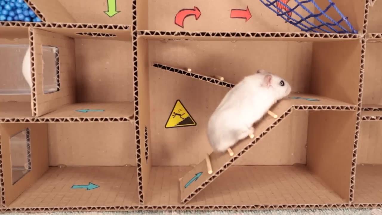 Hamster pets but with Traps in maze - One News Page VIDEO