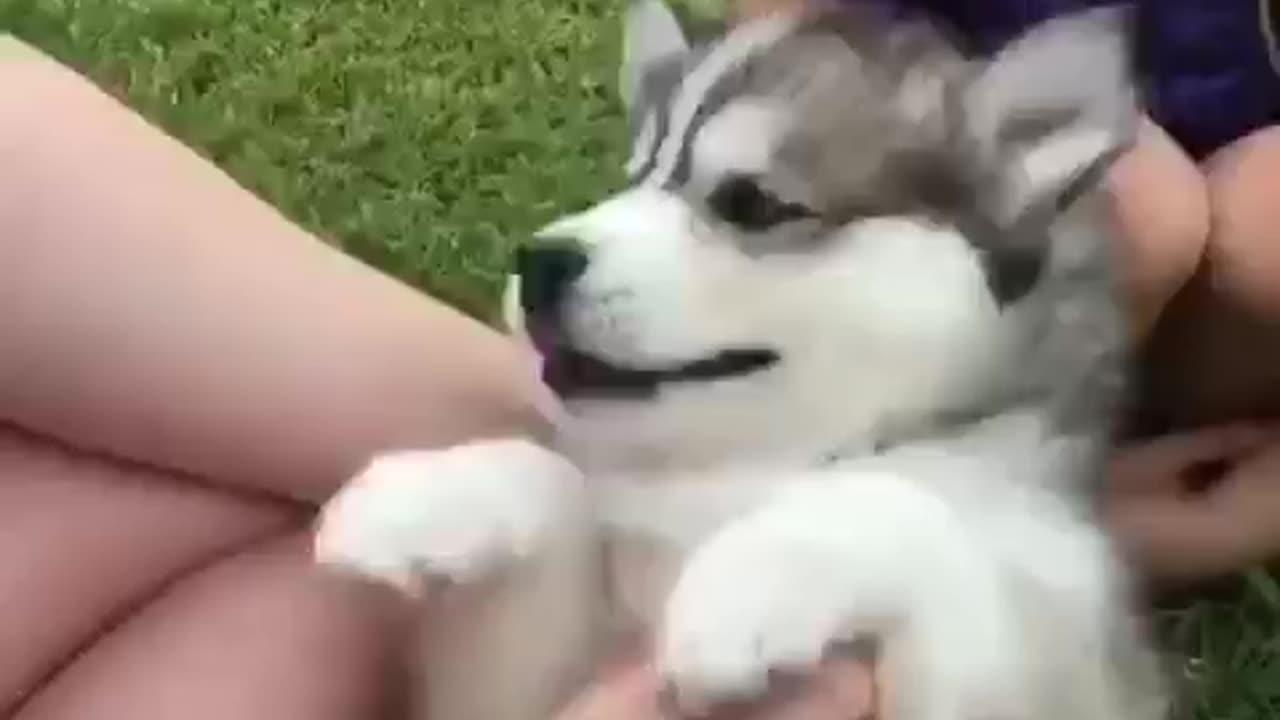 Cute beby dogs 🐶 - One News Page VIDEO