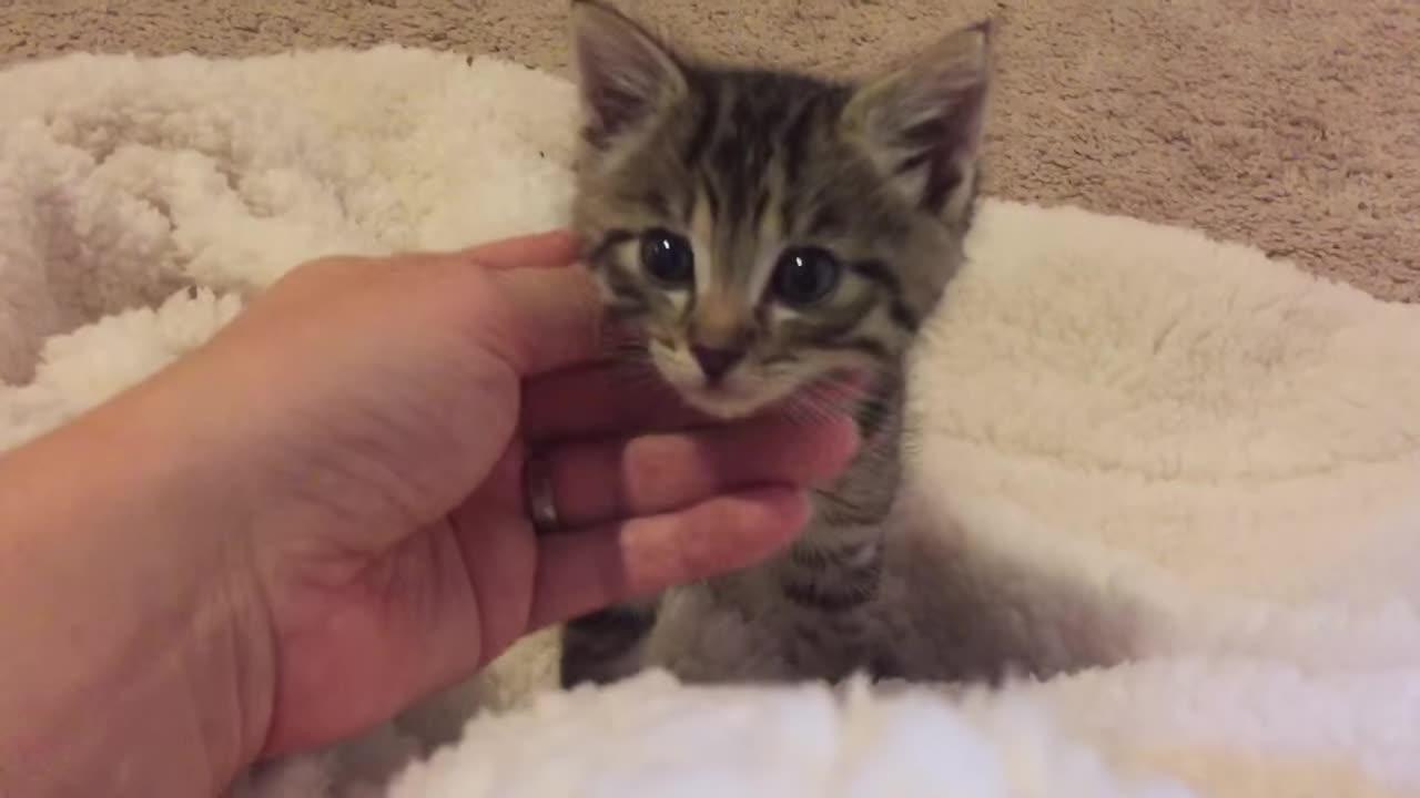 I chat with a 3 week old kitten || the worlds - One News Page VIDEO