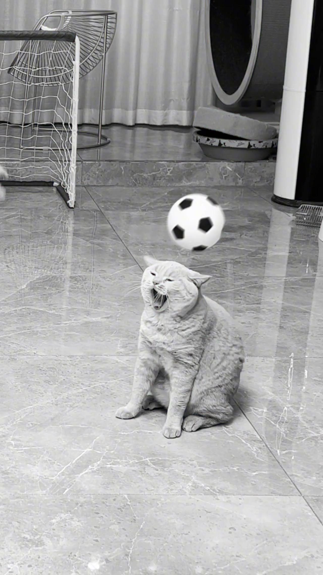 Messi's Cat - One News Page VIDEO