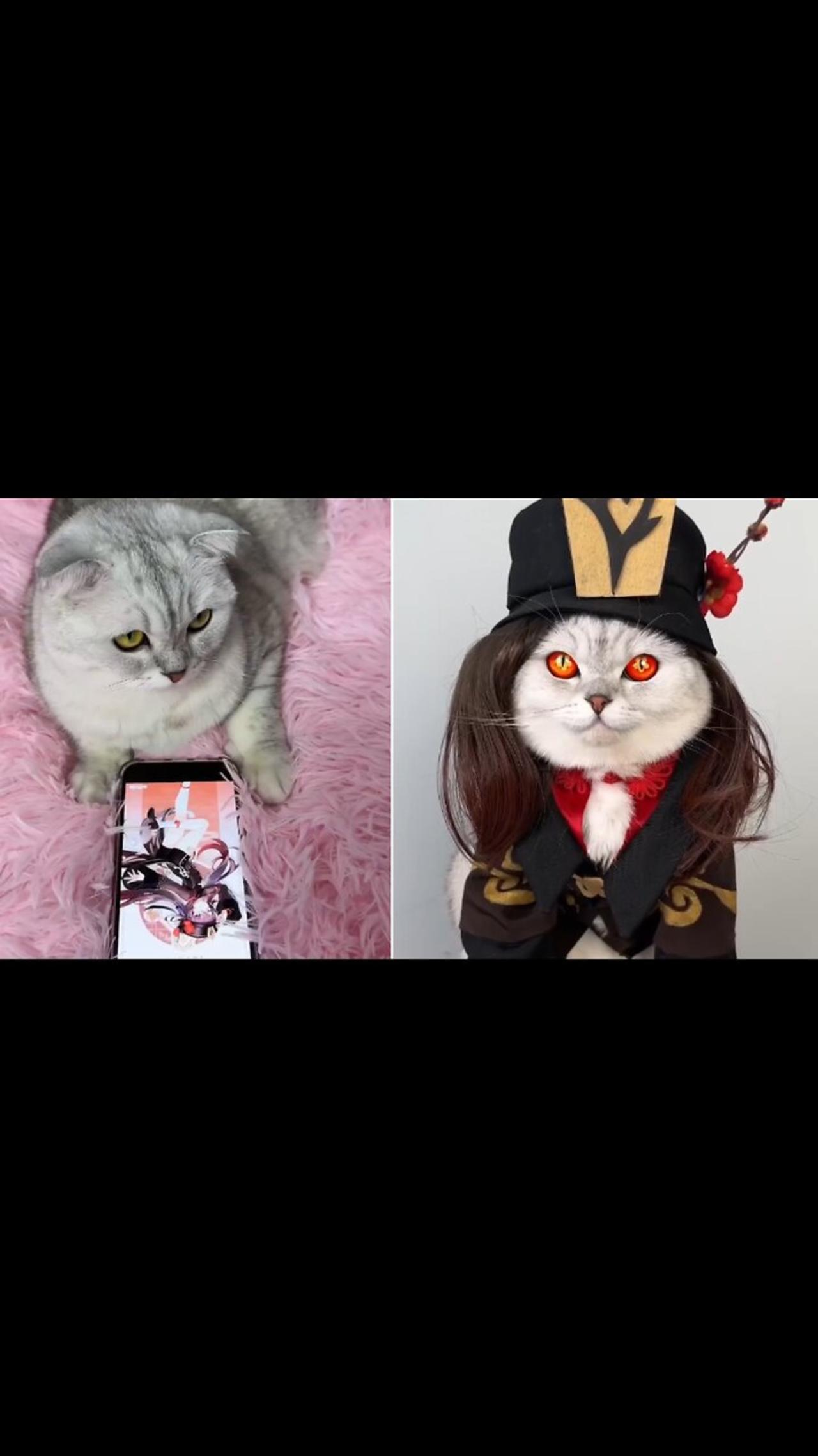 My cat has become Hu Tao! 🙀 #cat #cats - One News Page VIDEO