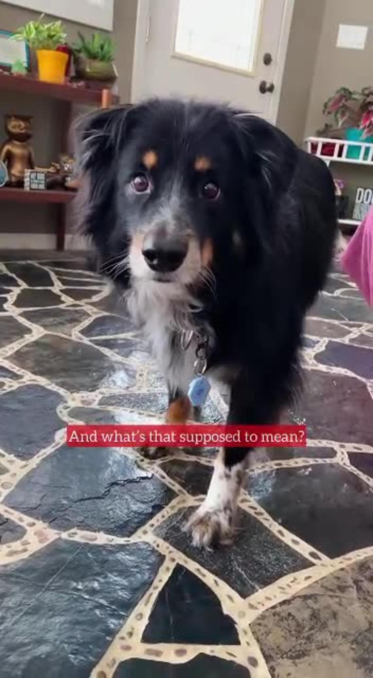 Unleash the Funniest Dogs around Today! - One News Page VIDEO