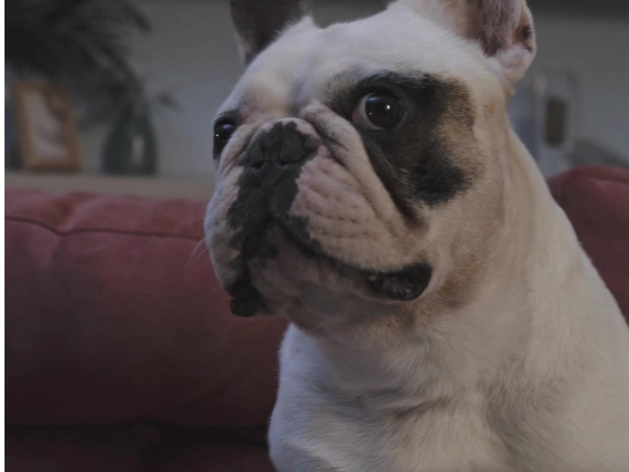 Crazy dog - One News Page VIDEO