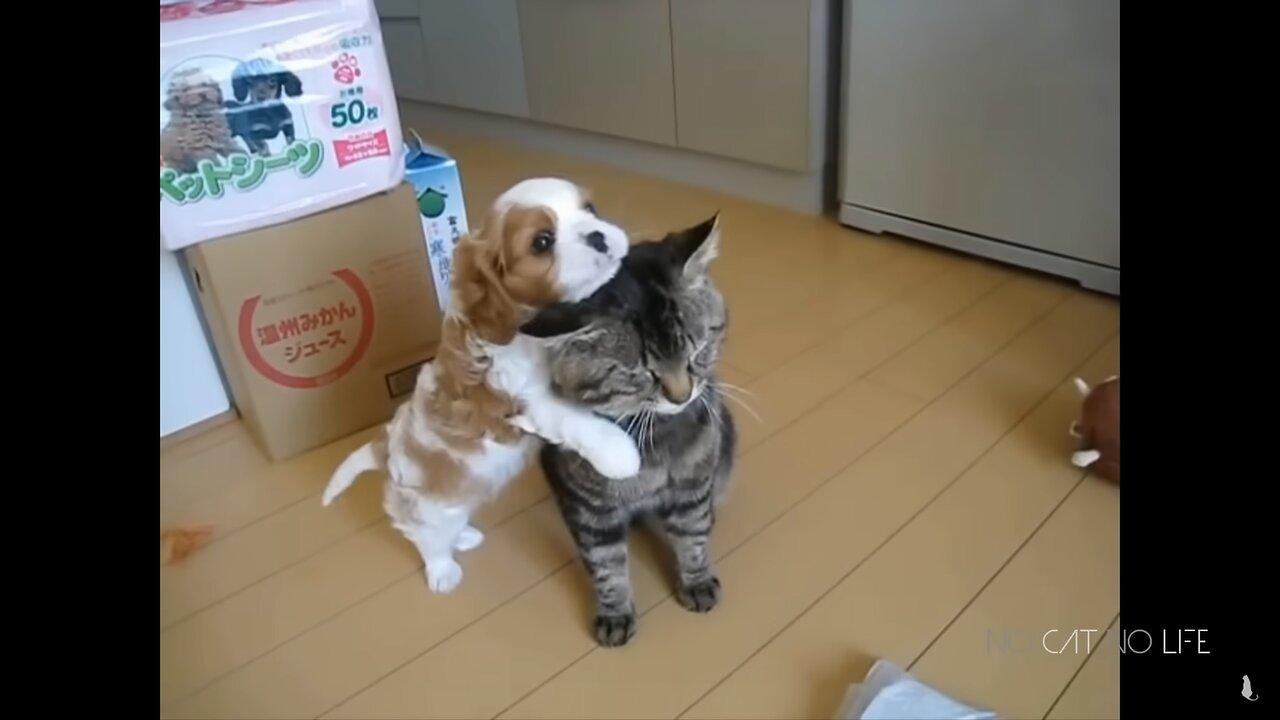 Funny Cats vs Dogs Compilation - One News Page VIDEO