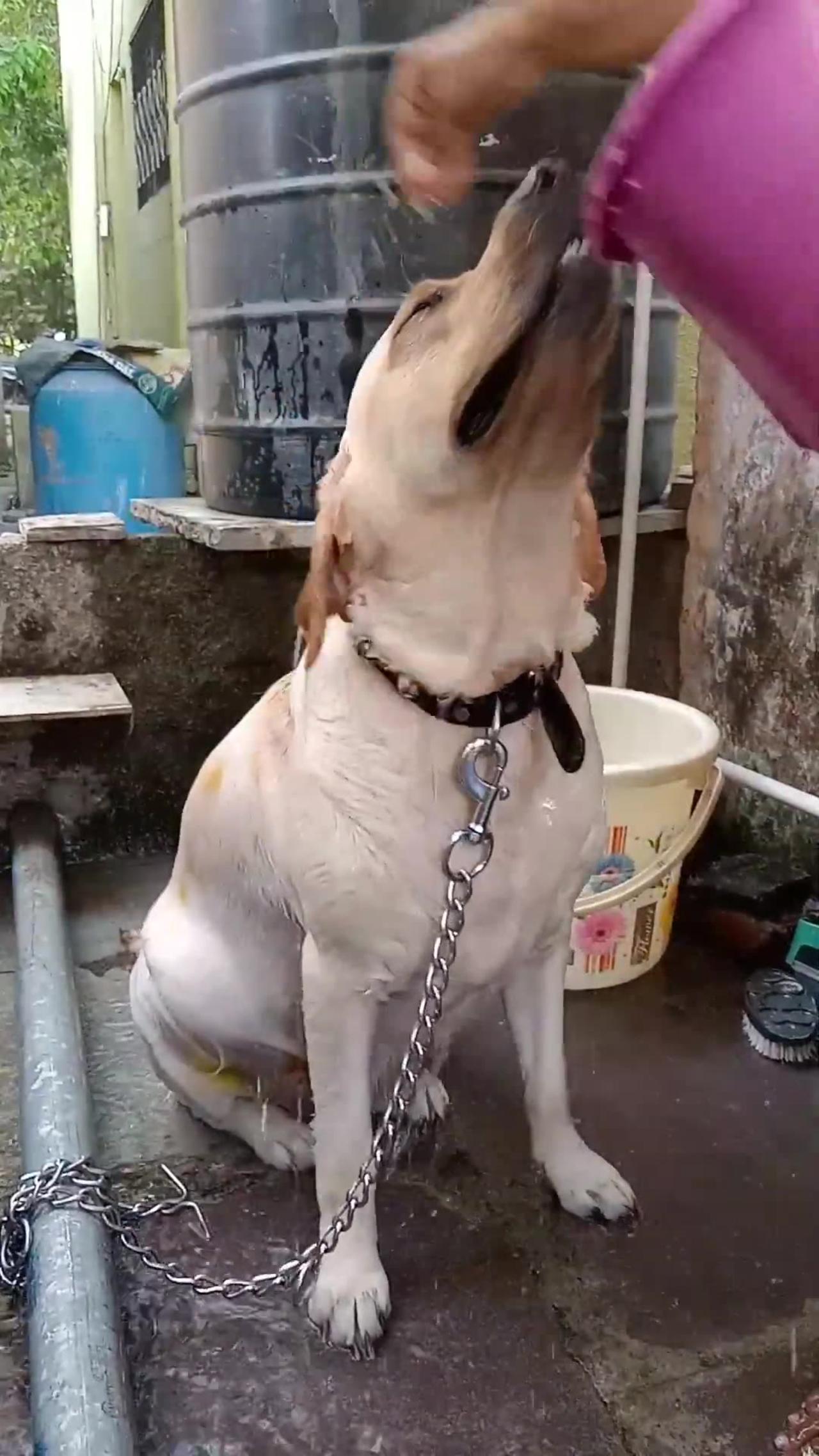 Dogs Bath ASMR 😂...#shorts #short #dogvideo - One News Page VIDEO