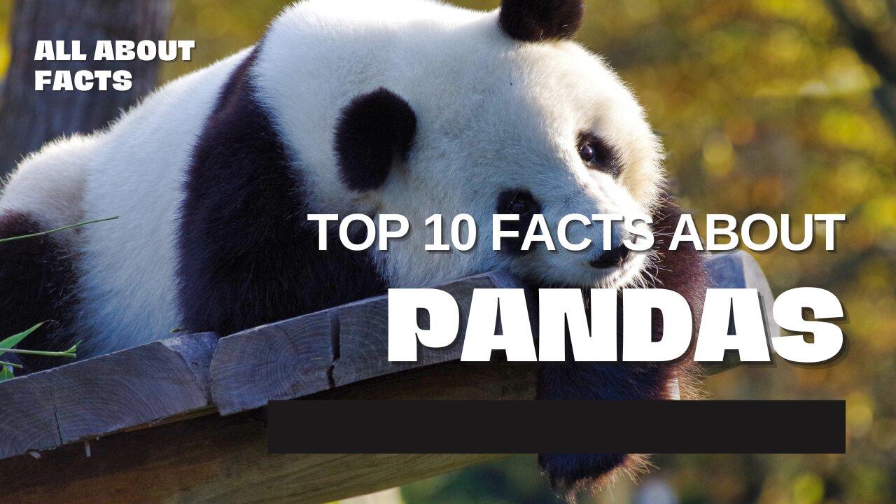 Top 10 Facts About Pandas - One News Page VIDEO