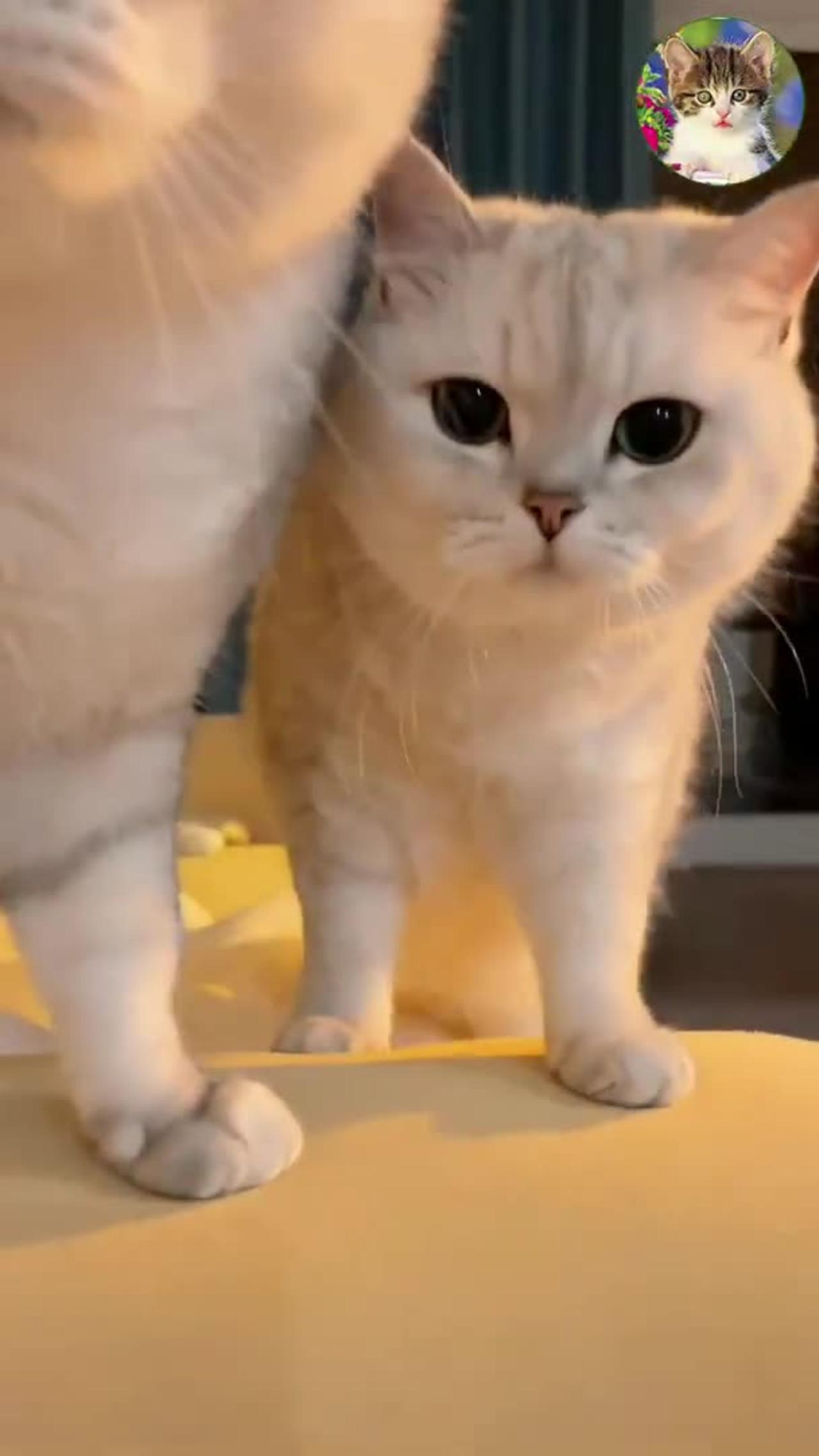 Aww Cute Cats Videos #catmeow Funny Cats Videos - One News Page VIDEO