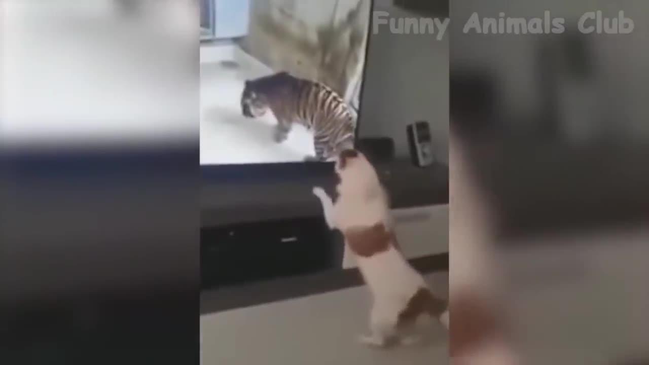 Funniest Cats And Dogs Videos - One News Page VIDEO