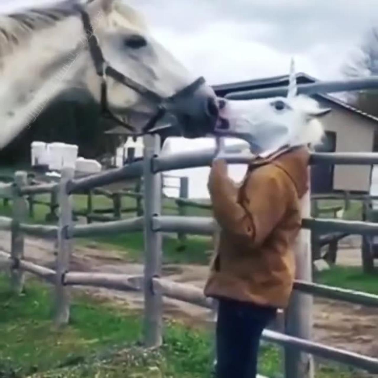 Funny animal videos that will make you laugh. - One News Page VIDEO