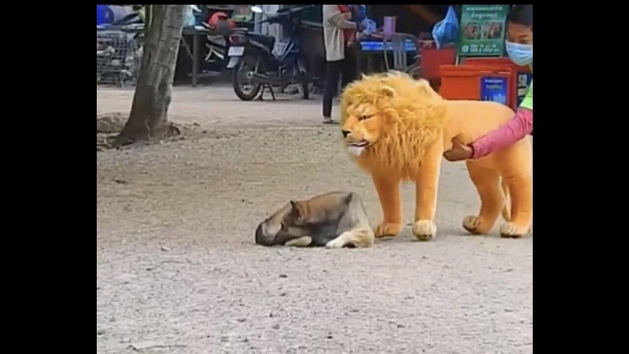 Troll Prank Dog Funny & fake Lion and Fake - One News Page VIDEO