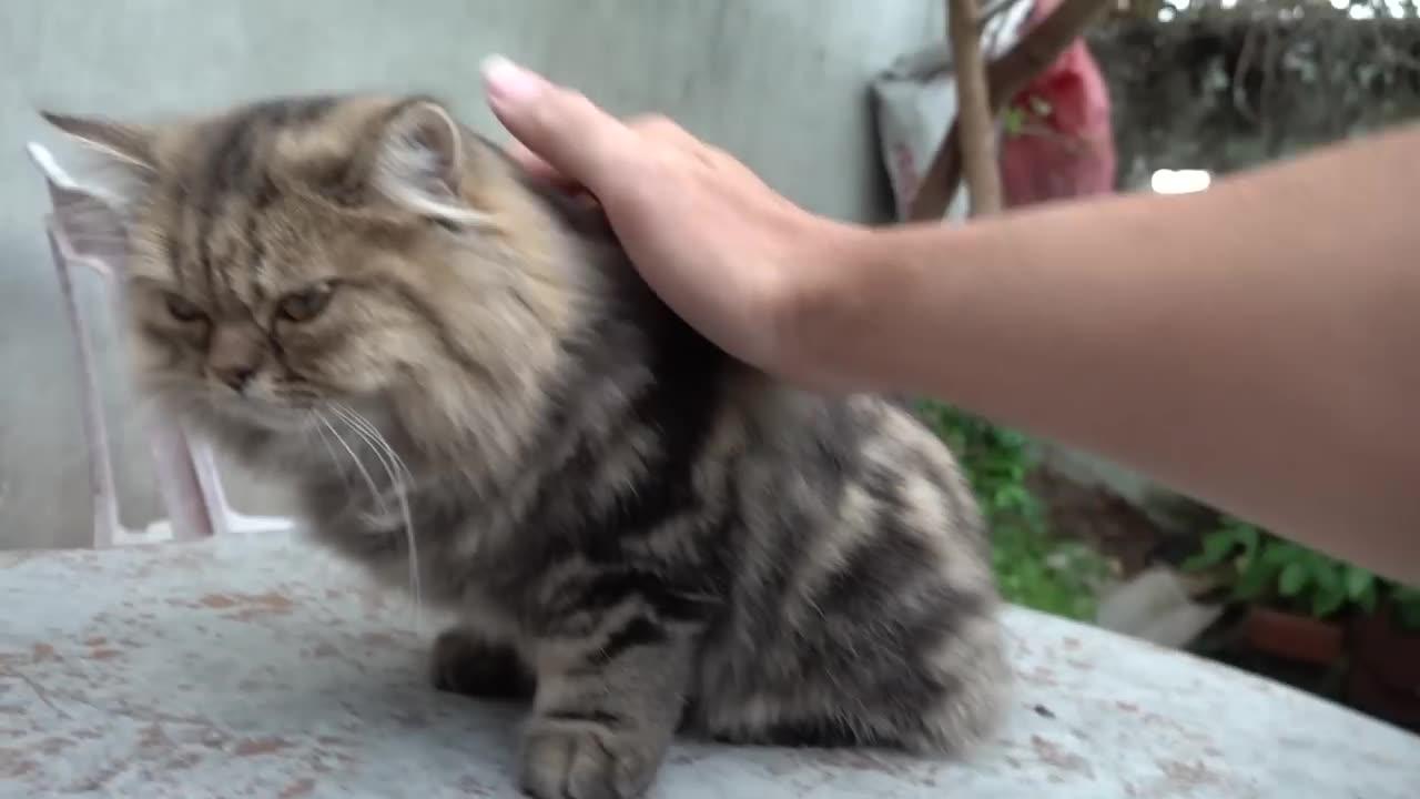 How Cat React When Seeing Stranger 1st Time - - One News Page VIDEO