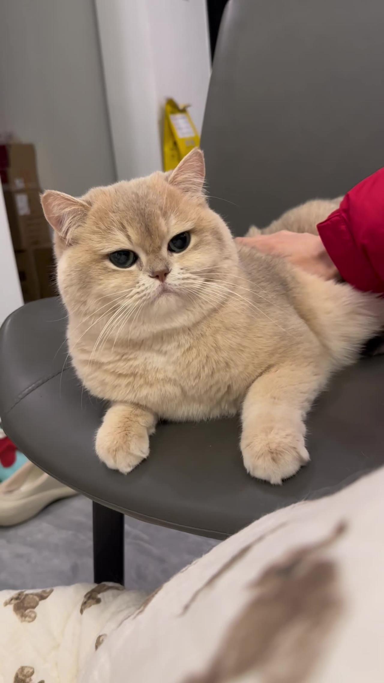 Cute Cat Amazing expression cutie cat - One News Page VIDEO