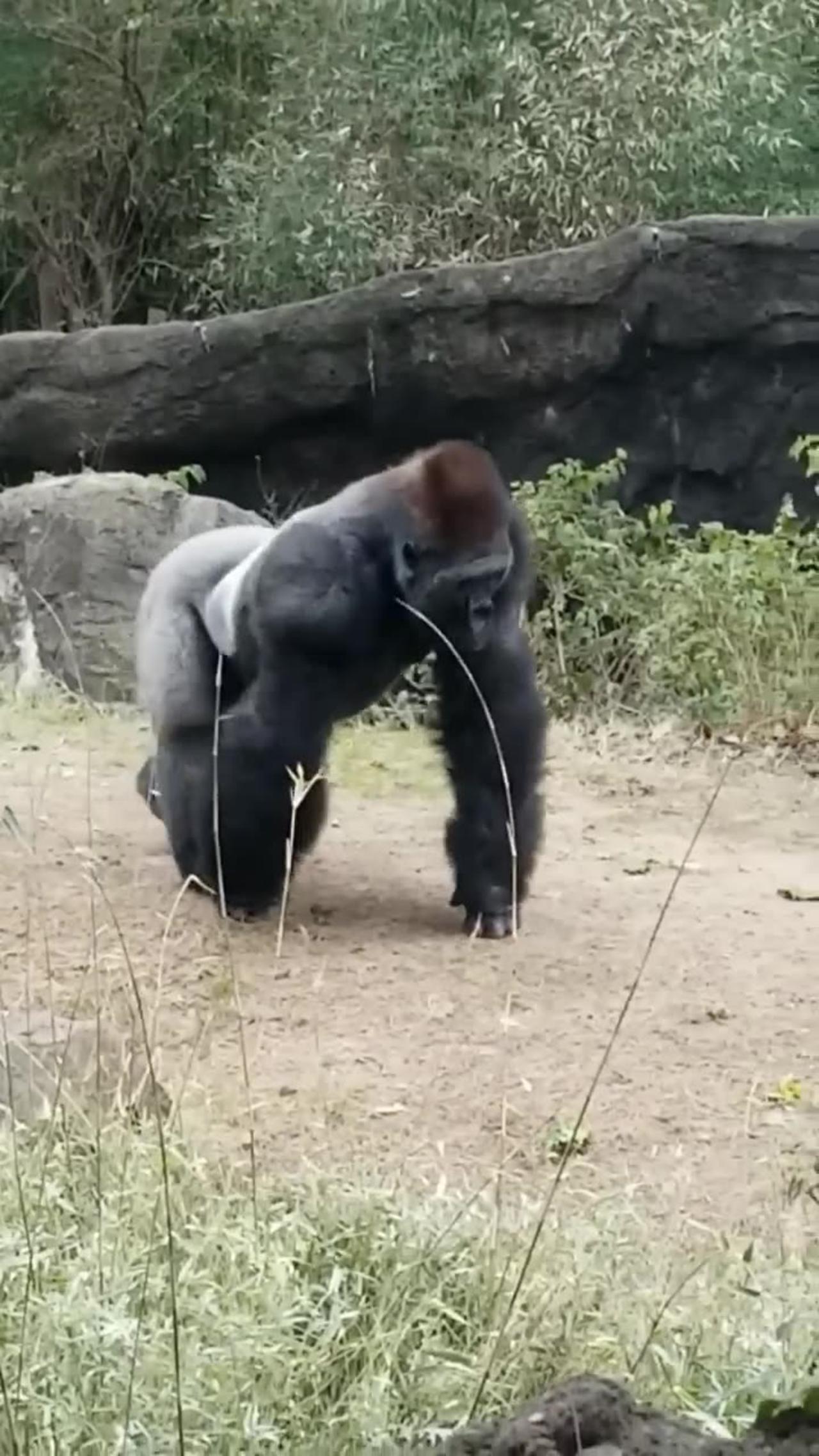 Gorilla 🦍 is Walking. #Gorilla #ape #rumble - One News Page VIDEO