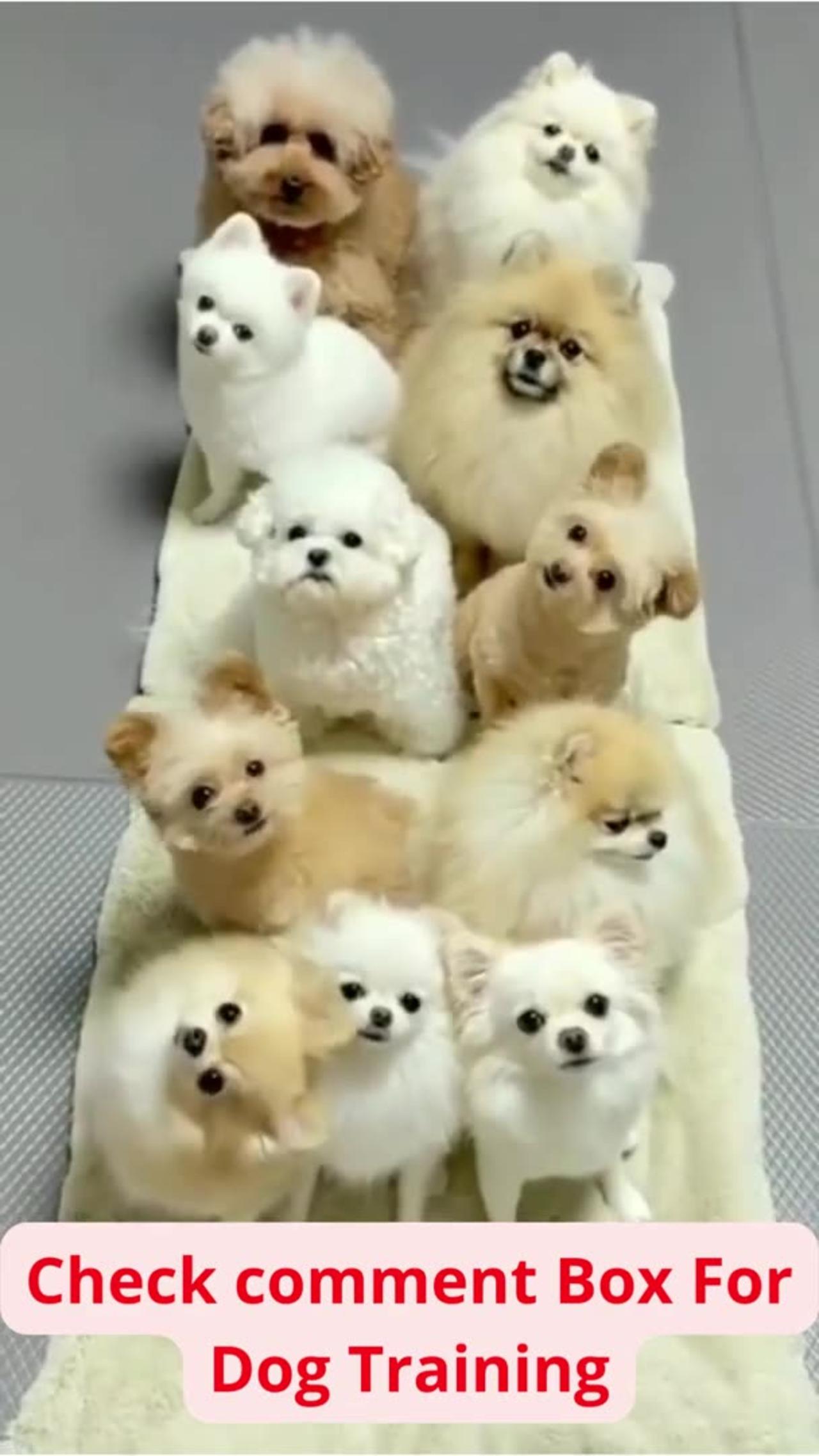 Cute Dog Training | Funny Dog Compilation - One News Page VIDEO