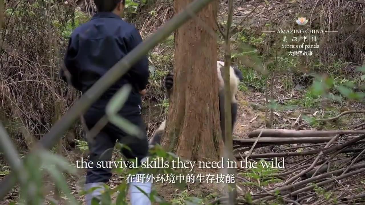 大熊猫故事4：伴你回家-Accompany You - One News Page VIDEO