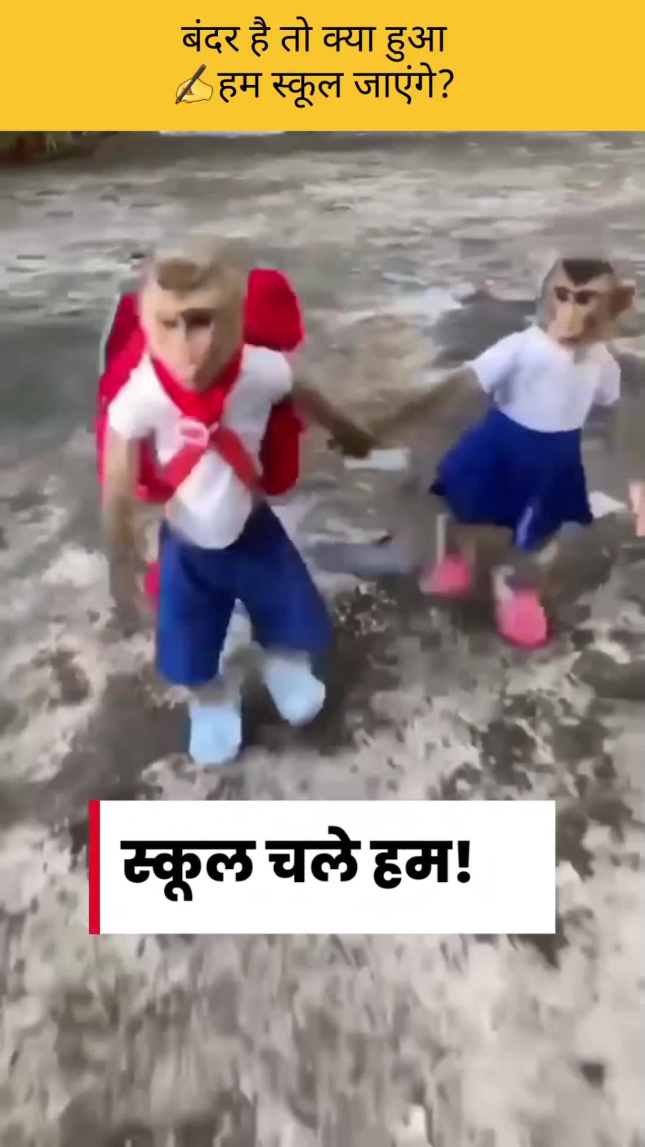 monkey bicycling bancar he chalay cycle funny - One News Page VIDEO
